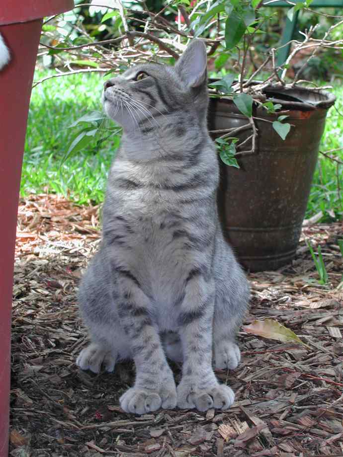 Polydactyl cat house. | Lucky Otters Haven