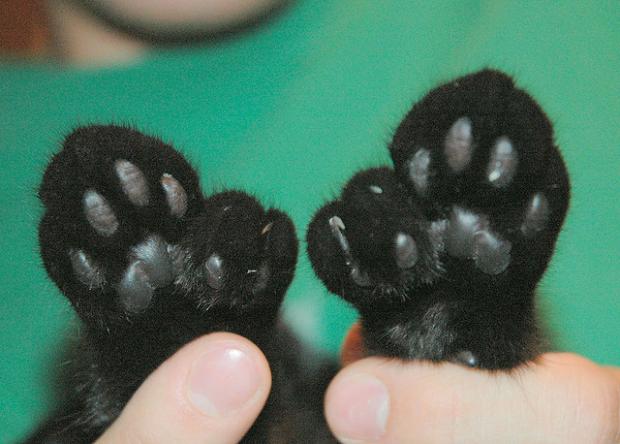 Polydactyl cat house. | Lucky Otters Haven