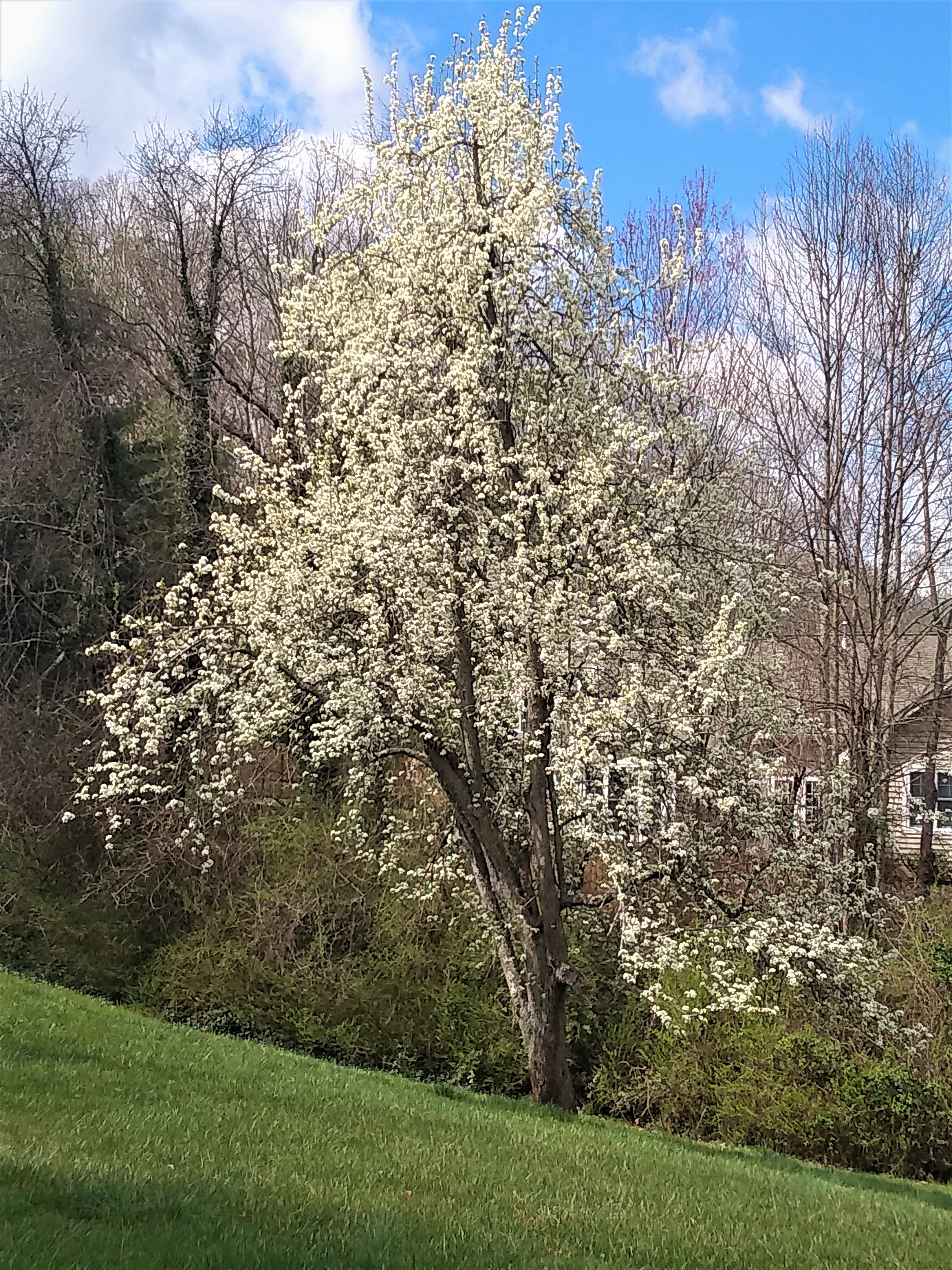 Spring is here! | Lucky Otters Haven